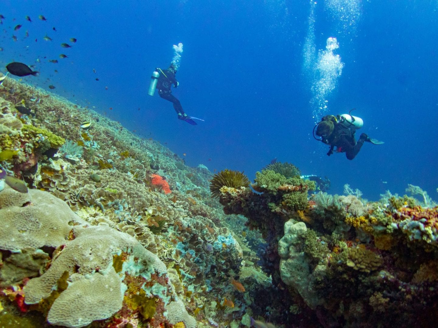 Save The Reef, Master Your Buoyancy: 5 Tips For Beginning Divers ...