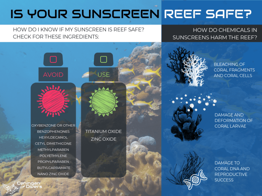 Is Your Sunscreen Killing Coral? Let’s Face The Facts | Ceningan Divers